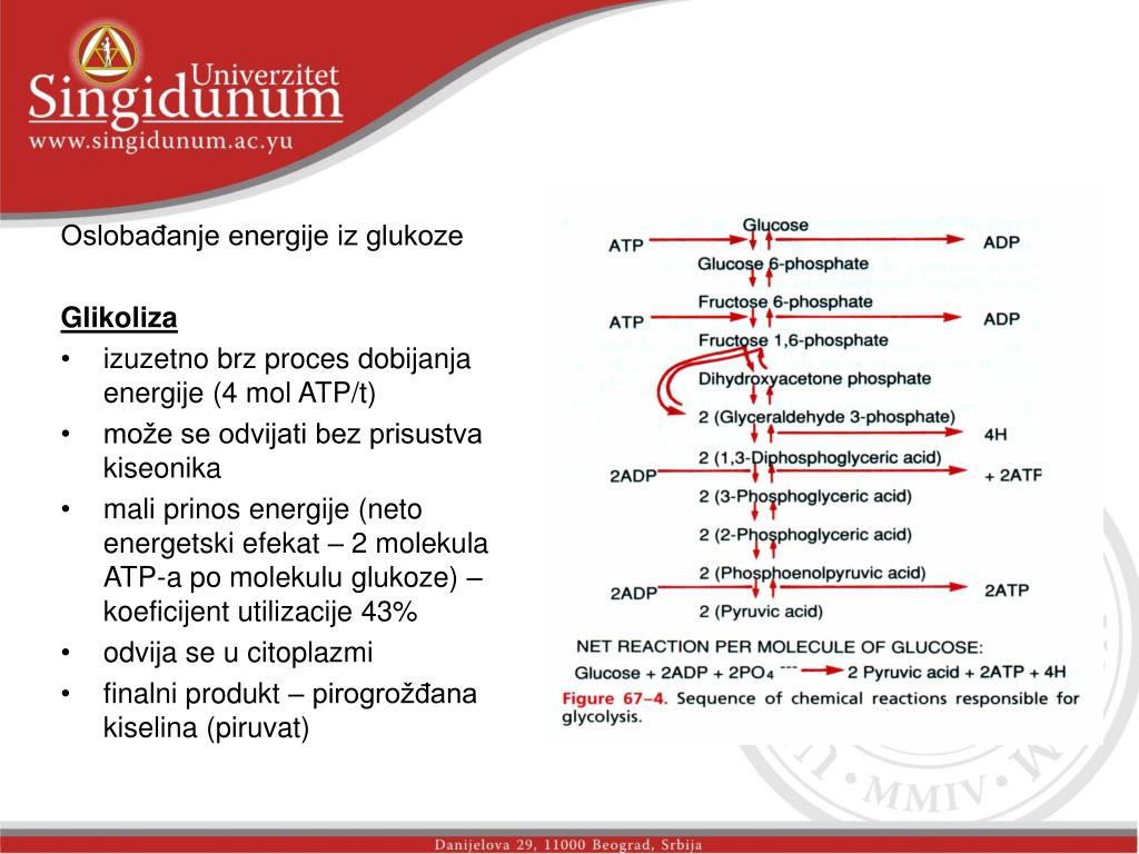 PPT - ENERGETSKI METABOLIZAM V, VI nedelja Prof. dr Mirko Rosić ...