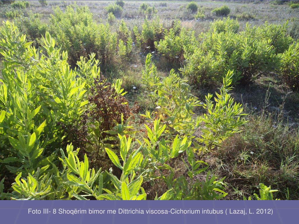 PPT - TË DHËNA PËR DIVERSITETIN BIMOR DHE VLERAT E FLORËS NË ZONËN E ...