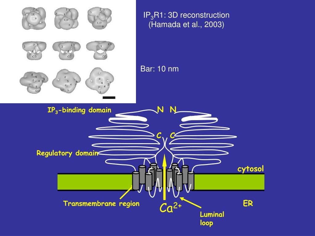 PPT - Regulation of inositol 1,4,5- trisphosphate (IP 3 ) receptors and ...