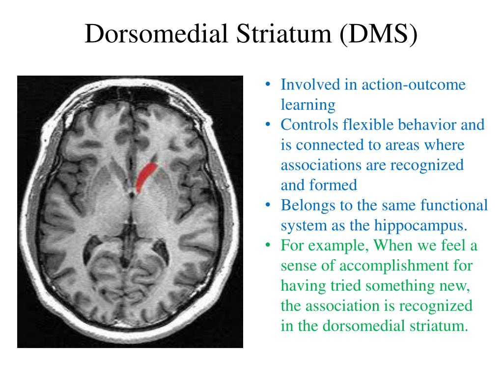 PPT - The Role of the Basal Ganglia in Habit Formation By Henry H. Yin ...