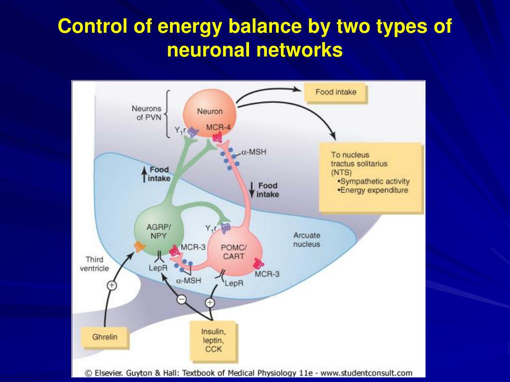 PPT - Dietary Balances Regulation of Feeding and Obesity PowerPoint ...