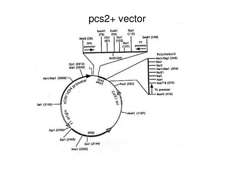 PPT - Zebrafish as a model system PowerPoint Presentation - ID:3415171