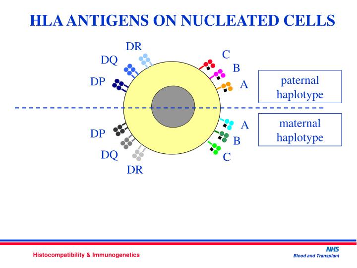 PPT - PRINCIPLES OF HLA TYPING; HLA MATCHING IN HSCT David Smillie H ...