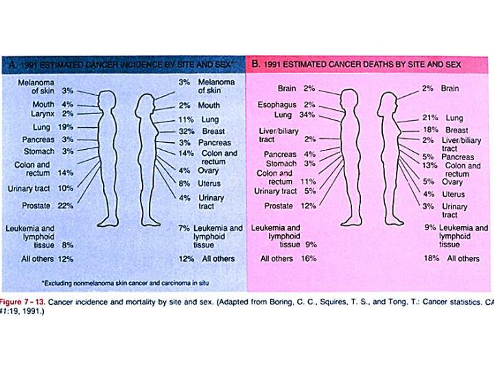 PPT - Mechanisms of carcinogenesis What causes cancer in humans ...