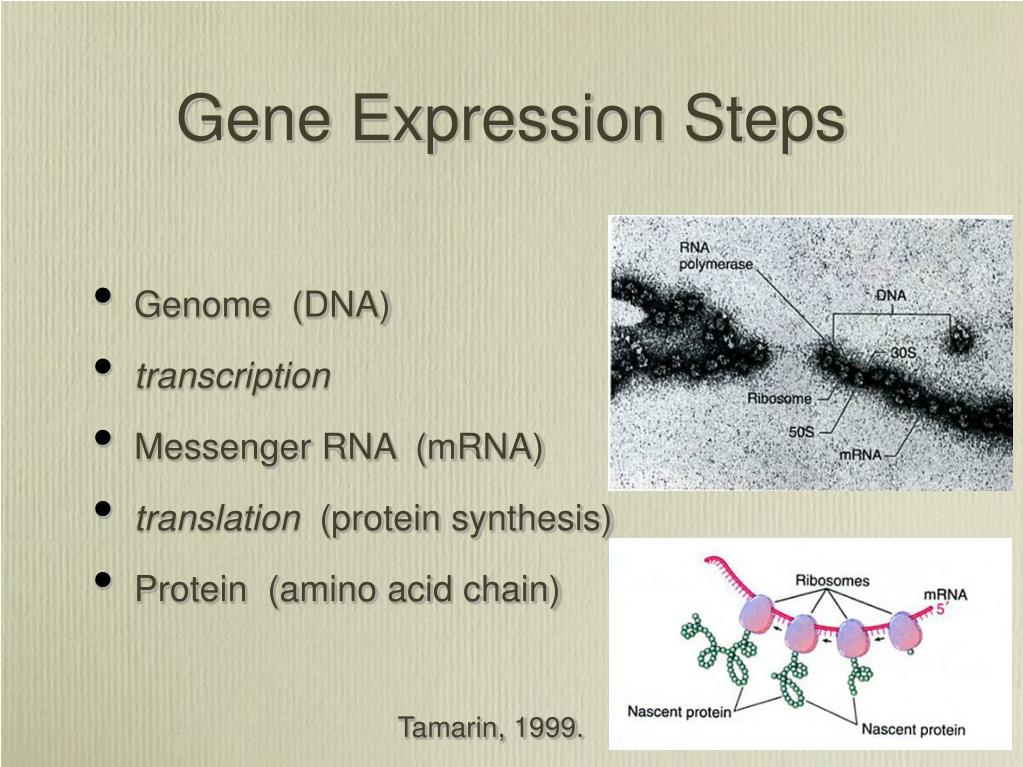 PPT - Gene Expression, Biological Psychiatry, & the Family PowerPoint ...