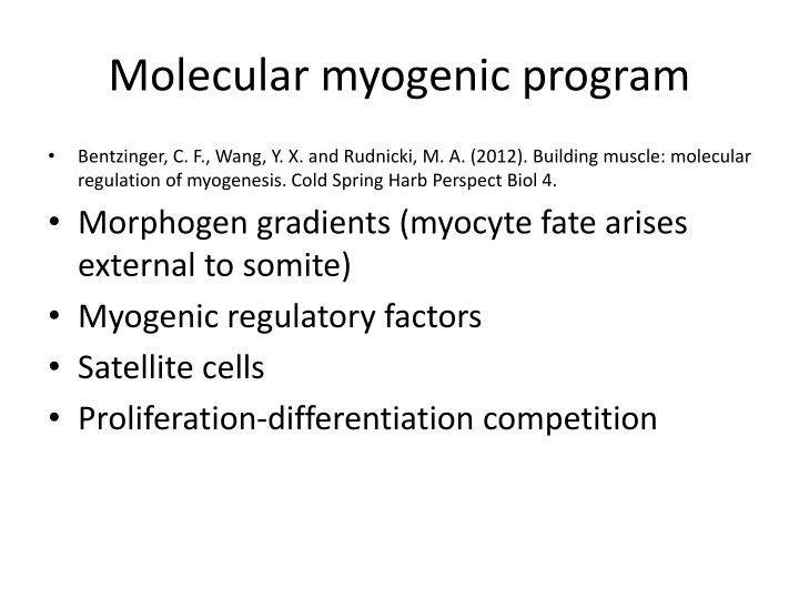 PPT - Molecular myogenic program PowerPoint Presentation, free download ...