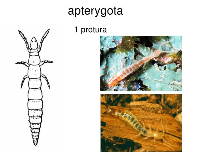 PPT - apterygota PowerPoint Presentation, free download - ID:3416738