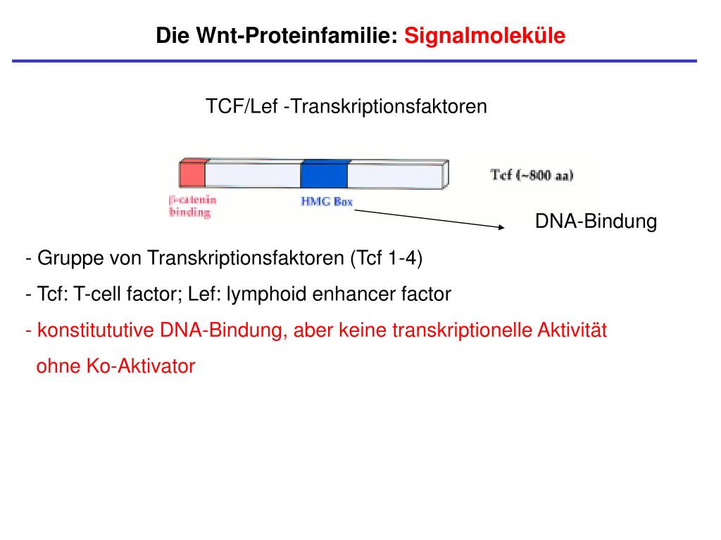PPT - Die „Wnts“ Wechselwirkungen zwischen Embryonalentwicklung und ...