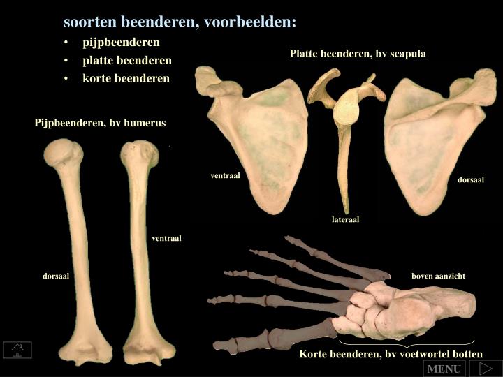 PPT - “Algemene anatomie” o.a. vlakken, assen, termen, bewegingen ...