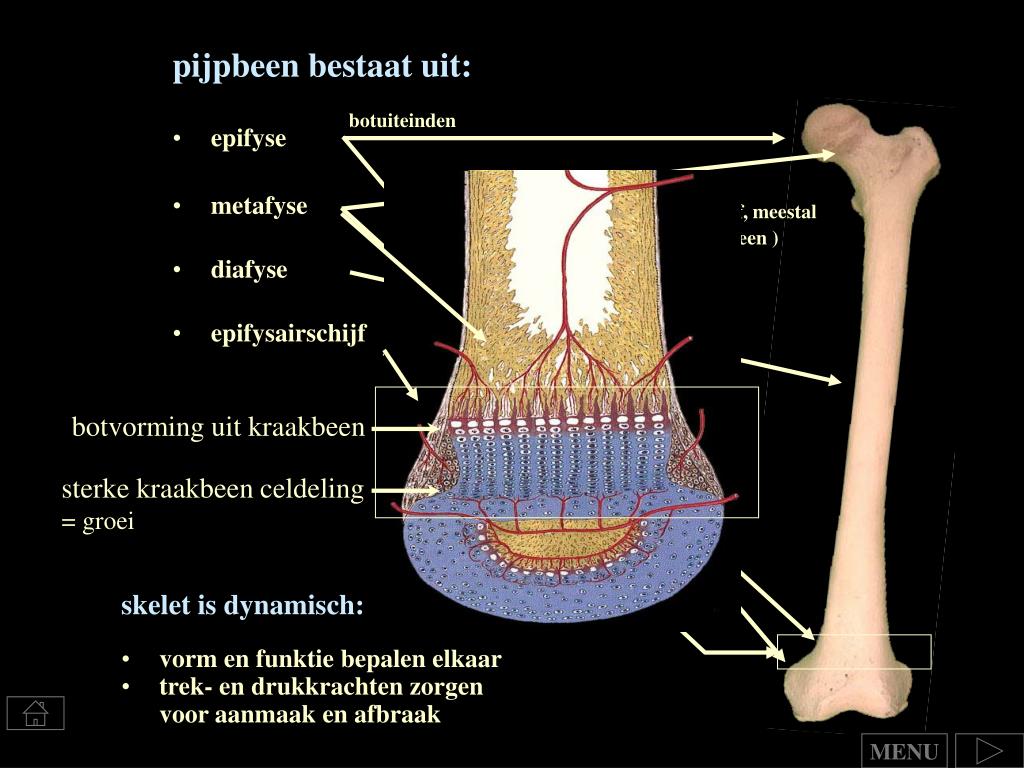 PPT - “Algemene anatomie” o.a. vlakken, assen, termen, bewegingen ...