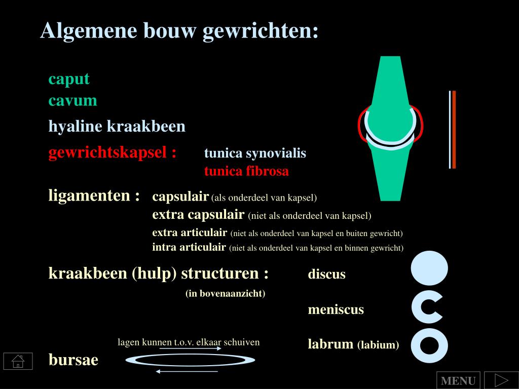 PPT - “Algemene anatomie” o.a. vlakken, assen, termen, bewegingen ...