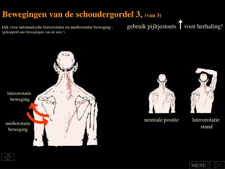 PPT - “Algemene anatomie” o.a. vlakken, assen, termen, bewegingen ...