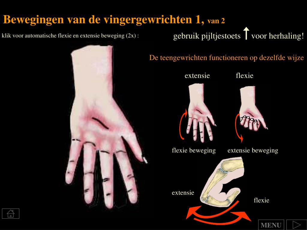 PPT - “Algemene anatomie” o.a. vlakken, assen, termen, bewegingen ...