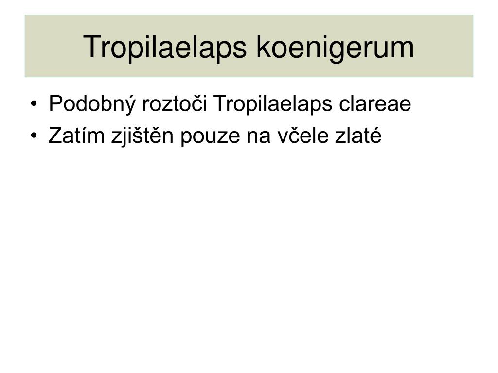 PPT - Roztoči Tropilaelaps sp. PowerPoint Presentation, free download ...