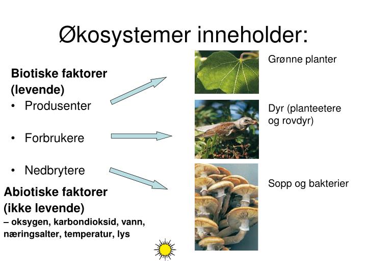 PPT - ØKOSYSTEMER PowerPoint Presentation - ID:3419908