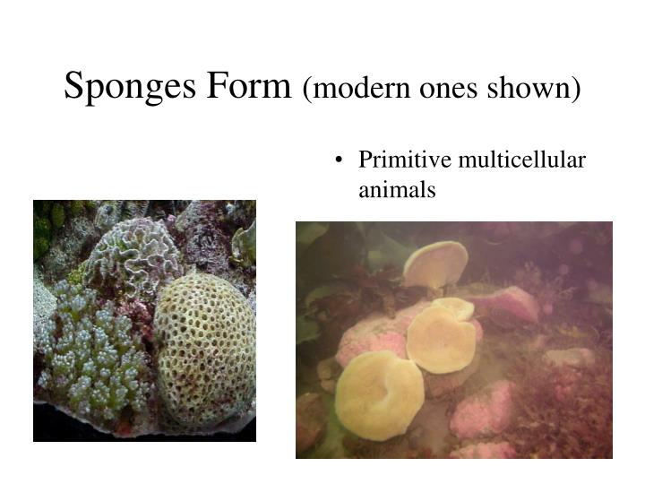 PPT - Proterozoic Eon 2.5 bya – 570 mya PowerPoint Presentation - ID ...