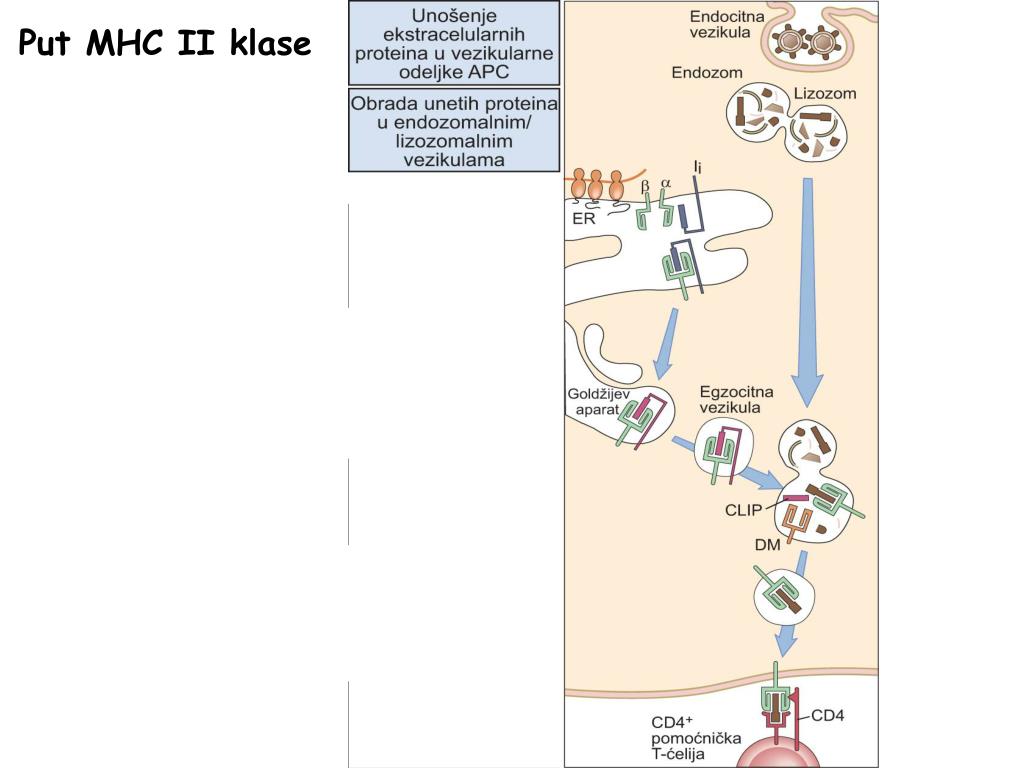 PPT - Pro š la nedelja Urođena imunost PowerPoint Presentation, free ...
