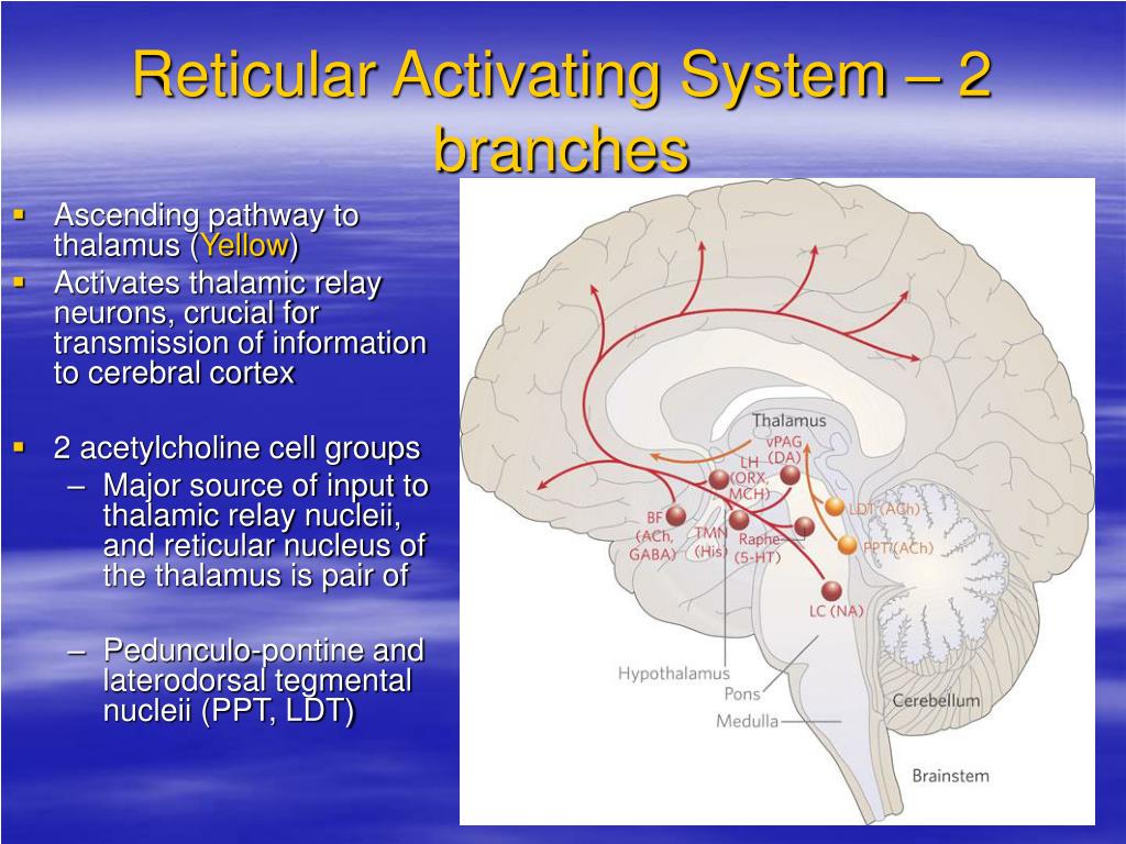 PPT - Hypothalamic regulation of sleep and circadian rhythms PowerPoint ... PPT - Hypothalamic regulation of sleep and circadian rhythms PowerPoint ...