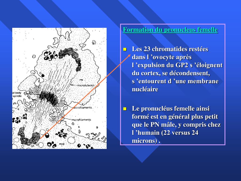 PPT - La Fécondation (fin) la formation des pronuclei PowerPoint ...