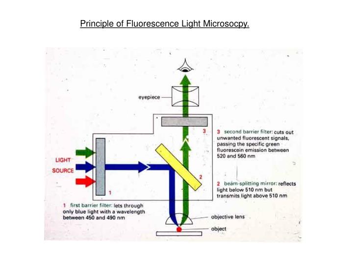 PPT - Principle of Fluorescence Light Microsocpy. PowerPoint ...