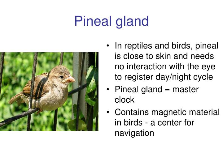 PPT - Pineal gland PowerPoint Presentation - ID:3420801