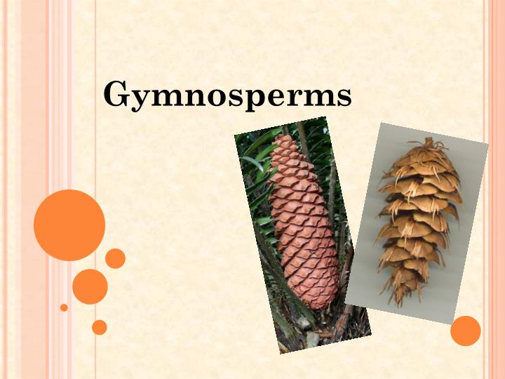 PPT - Gymnosperms PowerPoint Presentation, free download - ID:3420964