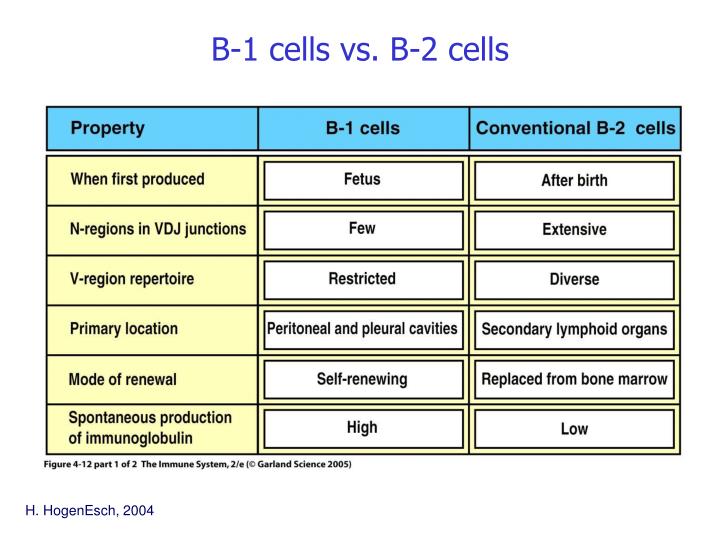 PPT - Development of B lymphocytes PowerPoint Presentation - ID:3421032
