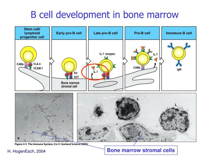 PPT - Development of B lymphocytes PowerPoint Presentation - ID:3421032