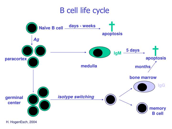 PPT - Development of B lymphocytes PowerPoint Presentation - ID:3421032