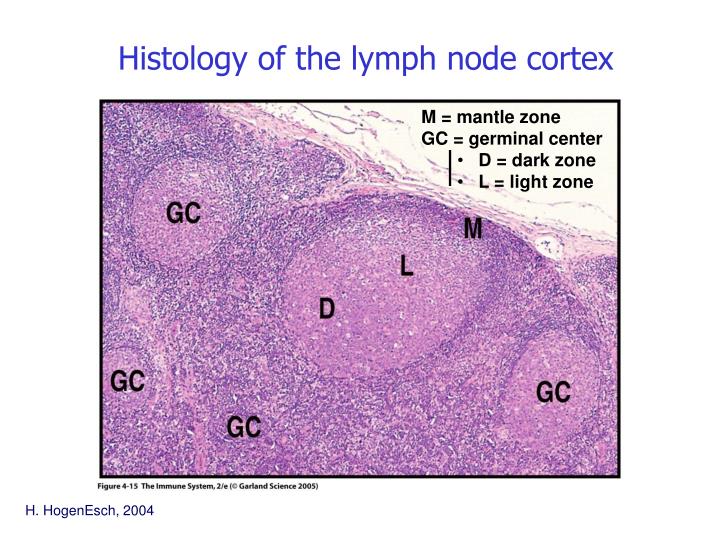 PPT - Development of B lymphocytes PowerPoint Presentation - ID:3421032