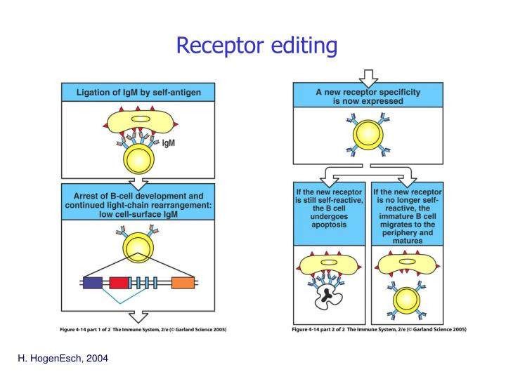 PPT - Development of B lymphocytes PowerPoint Presentation - ID:3421032