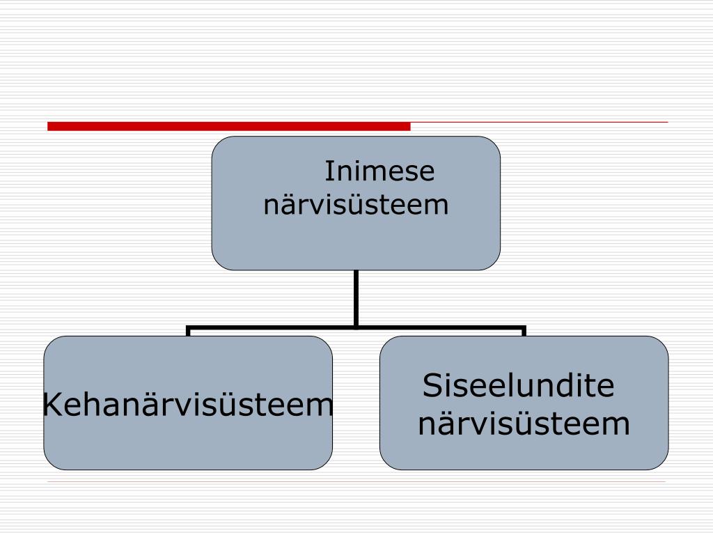 PPT - Närvisüsteem PowerPoint Presentation, free download - ID:3421936