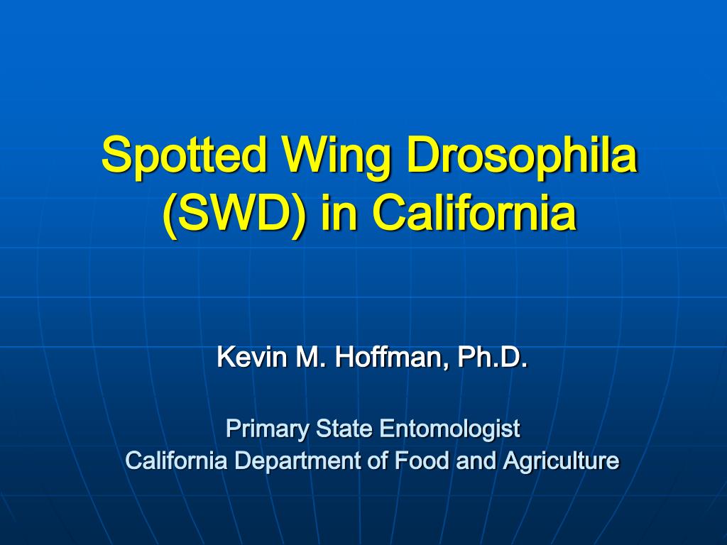 PPT - Spotted Wing Drosophila (SWD) in California PowerPoint ...