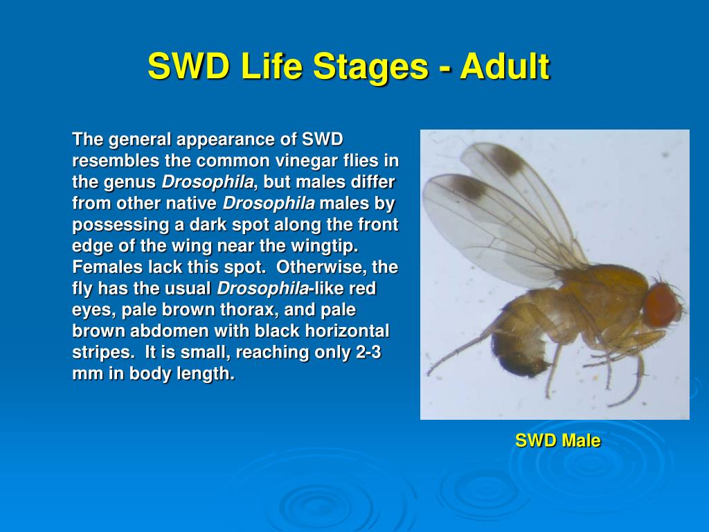 PPT - Spotted Wing Drosophila (SWD) in California PowerPoint ...