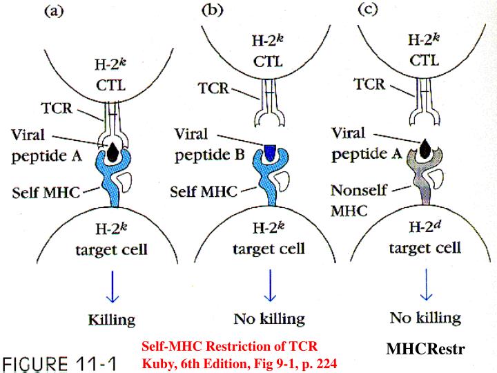 PPT - The T-Cell Receptor PowerPoint Presentation - ID:3422071