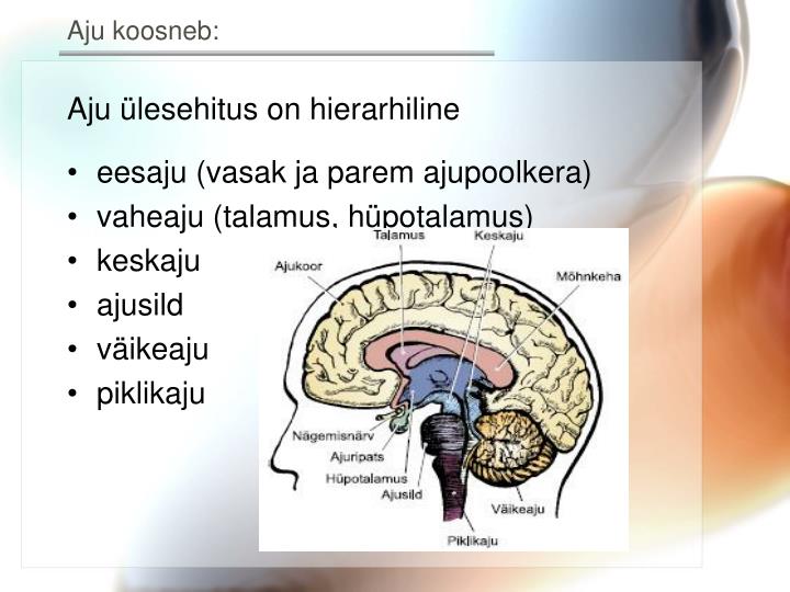 PPT - AJU PowerPoint Presentation - ID:3422207