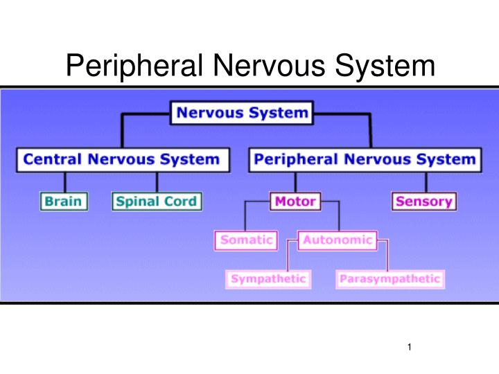PPT - Peripheral Nervous System PowerPoint Presentation, free download ...