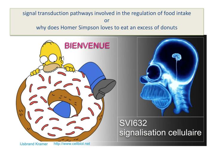 PPT - Regulation of food intake ; a complex circuitry between different ...