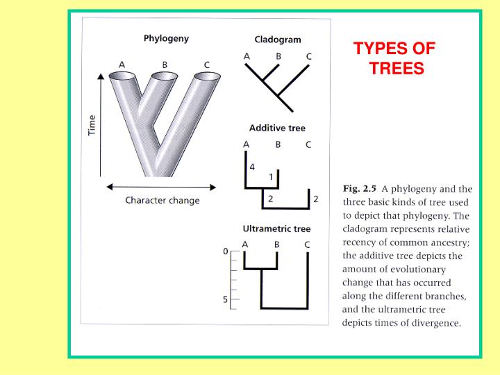 PPT - Terminology of phylogenetic trees Types of phylogenetic trees ...