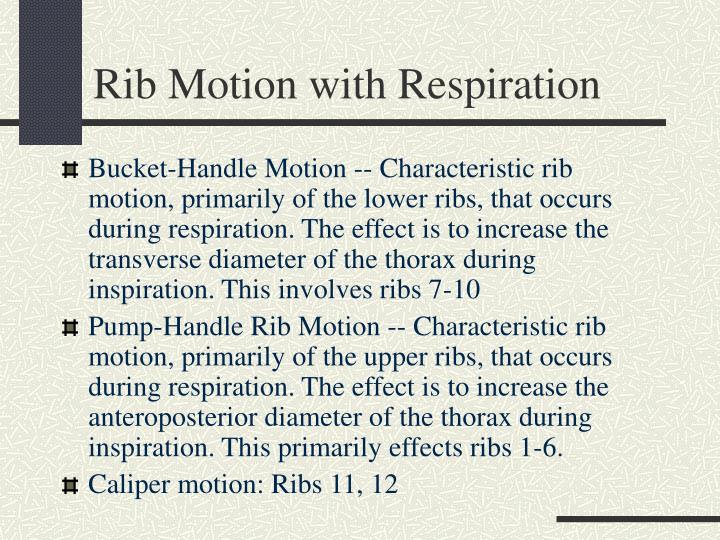 PPT - OMT of the Thoracic Spine PowerPoint Presentation - ID:3423479
