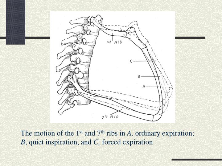 PPT - OMT of the Thoracic Spine PowerPoint Presentation - ID:3423479