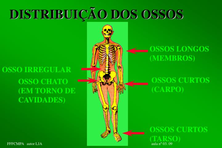 PPT - OSTEOLOGIA PowerPoint Presentation - ID:3424277