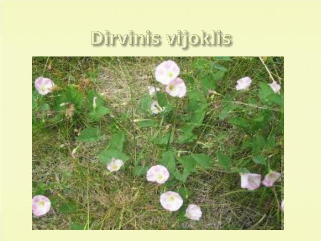 PPT - Dirvos stovi javų mūru. PowerPoint Presentation, free download ...