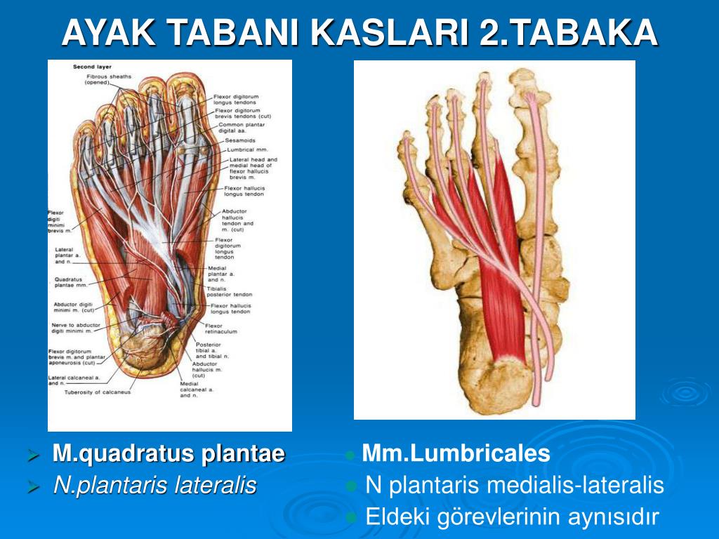 PPT - KALÇA EKLEMİNİ ETKİLEYEN GLUTEAL BÖLGE VE UYLUK ARKA BÖLGE ...