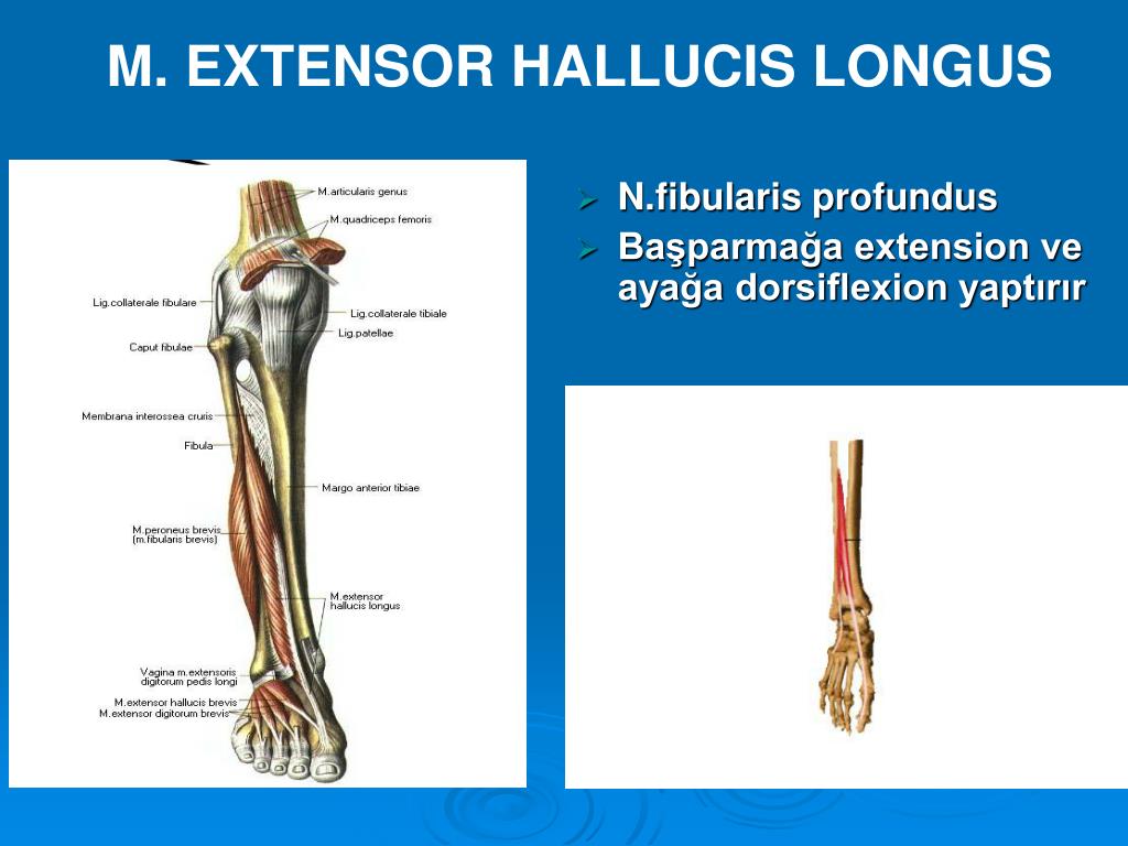 PPT - KALÇA EKLEMİNİ ETKİLEYEN GLUTEAL BÖLGE VE UYLUK ARKA BÖLGE ...