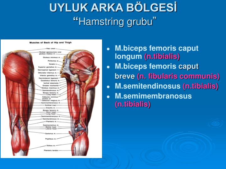 PPT - KALÇA EKLEMİNİ ETKİLEYEN GLUTEAL BÖLGE VE UYLUK ARKA BÖLGE ...