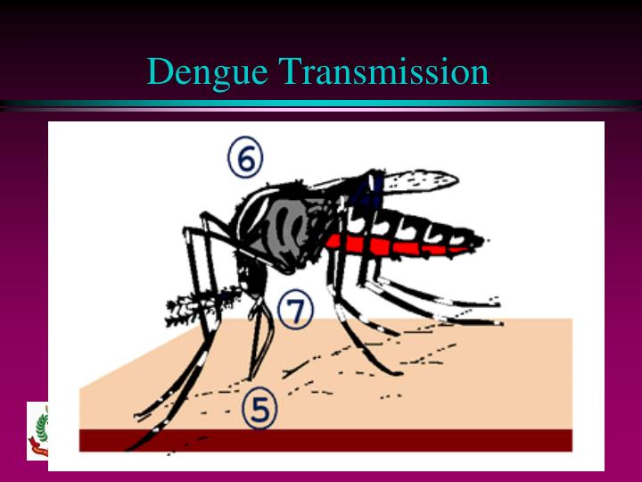 PPT - Dengue Fever PowerPoint Presentation - ID:3424870