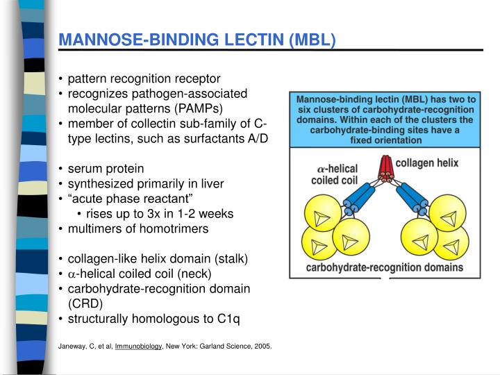 Ppt Mannose Binding Lectin Pathway Powerpoint Presentation Id 3425263