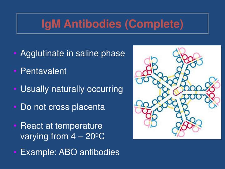 PPT - Basic Principles of Immunohematology PowerPoint Presentation - ID ...