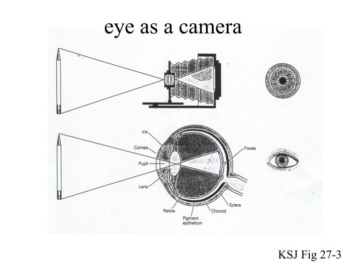 PPT - eye as a camera PowerPoint Presentation, free download - ID:3425488